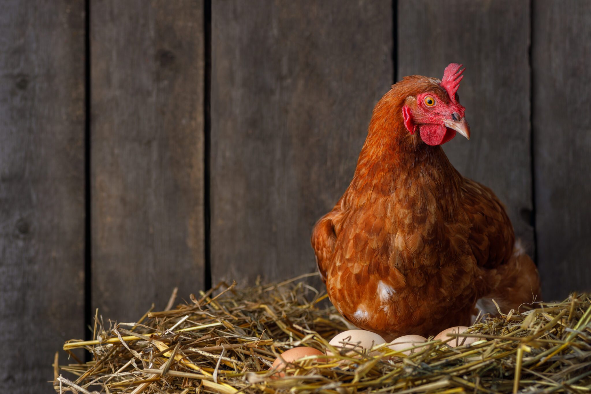 How to Take Care of a Chicken - Paws and Claws Animal Medical Center