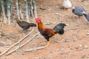 Why is My Chicken Limping? - Paws and Claws Animal Medical Center